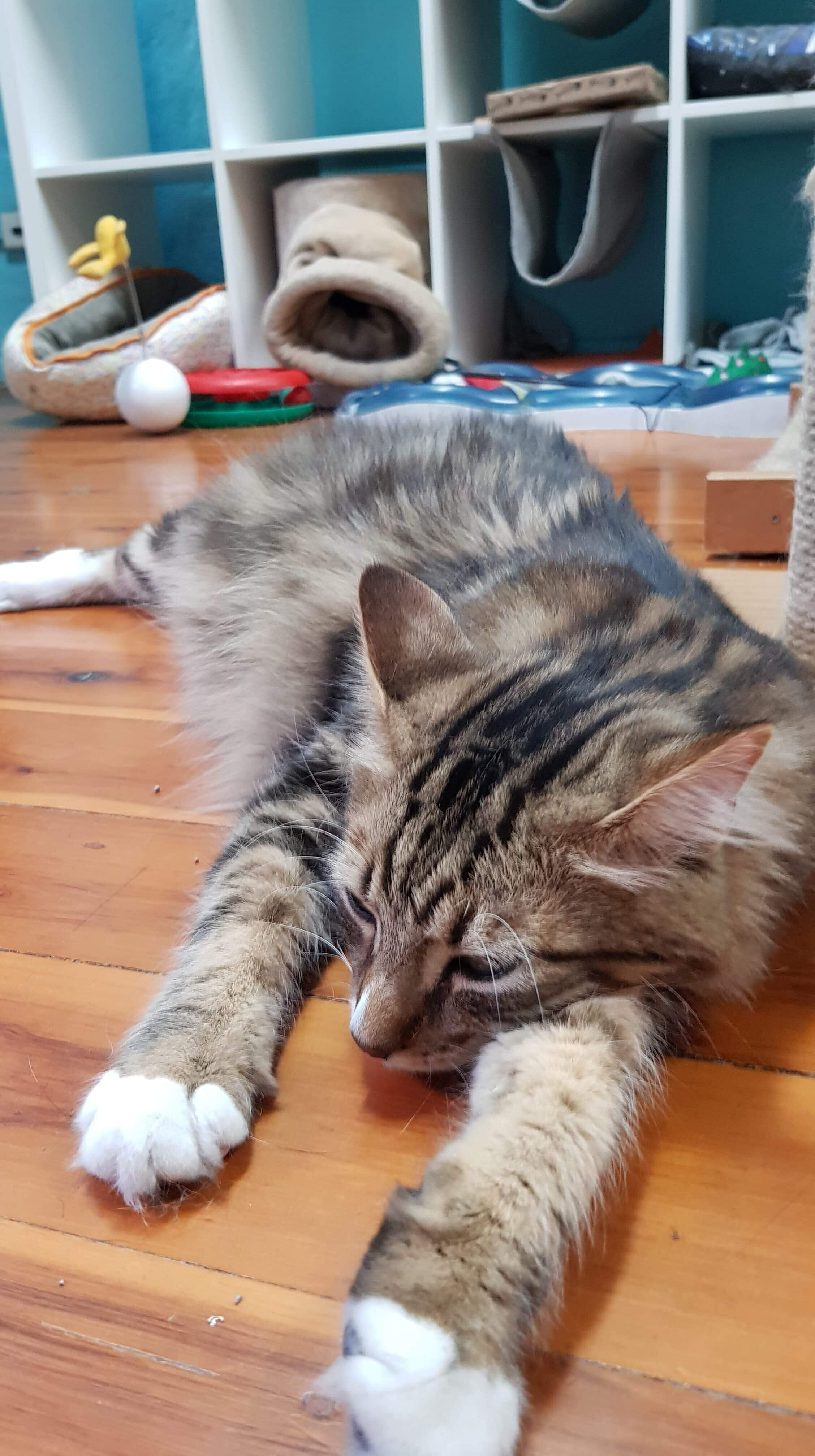 The new Sydney cat cafe is awesome for kids | Family Travel
