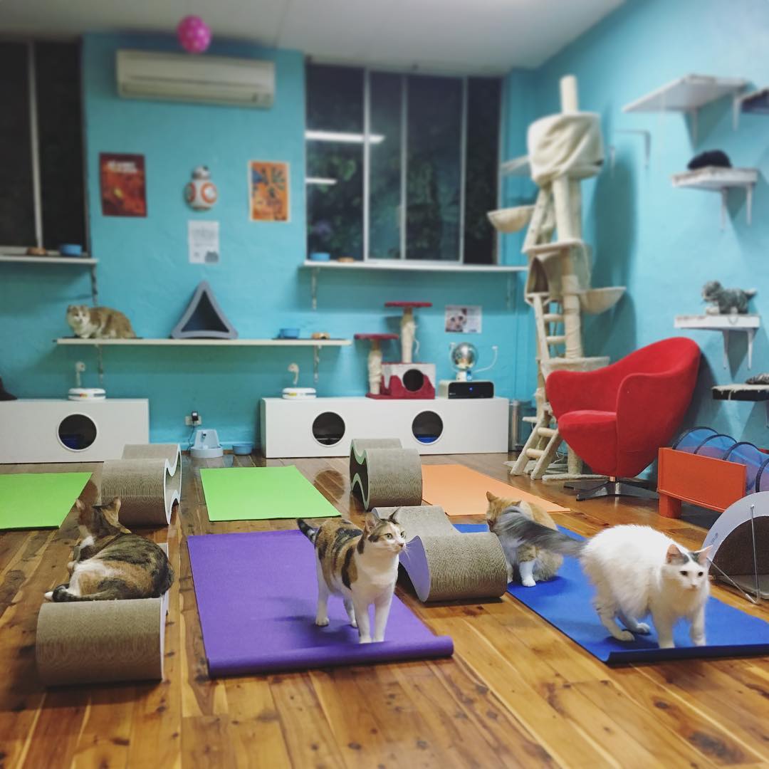 The new Sydney cat cafe is awesome for kids | Family Travel