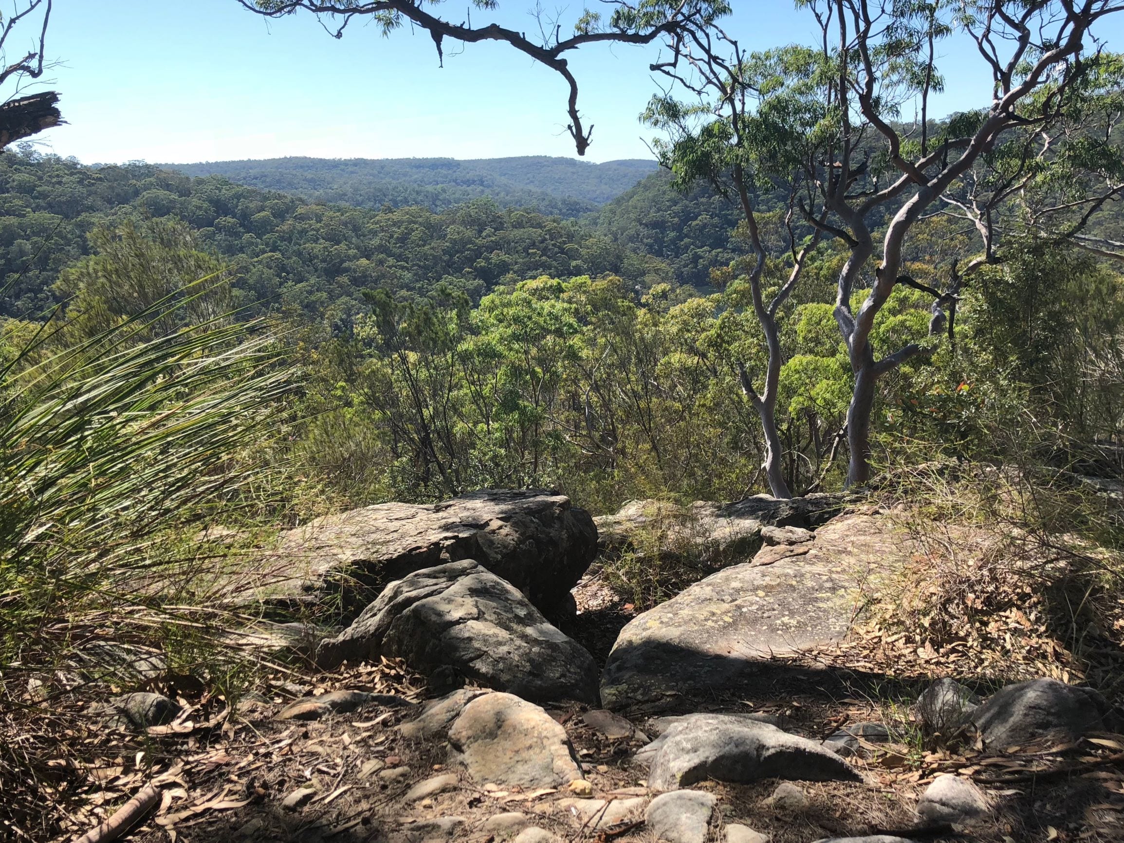 The top 11 family bush walks in Sydney - Family Travel